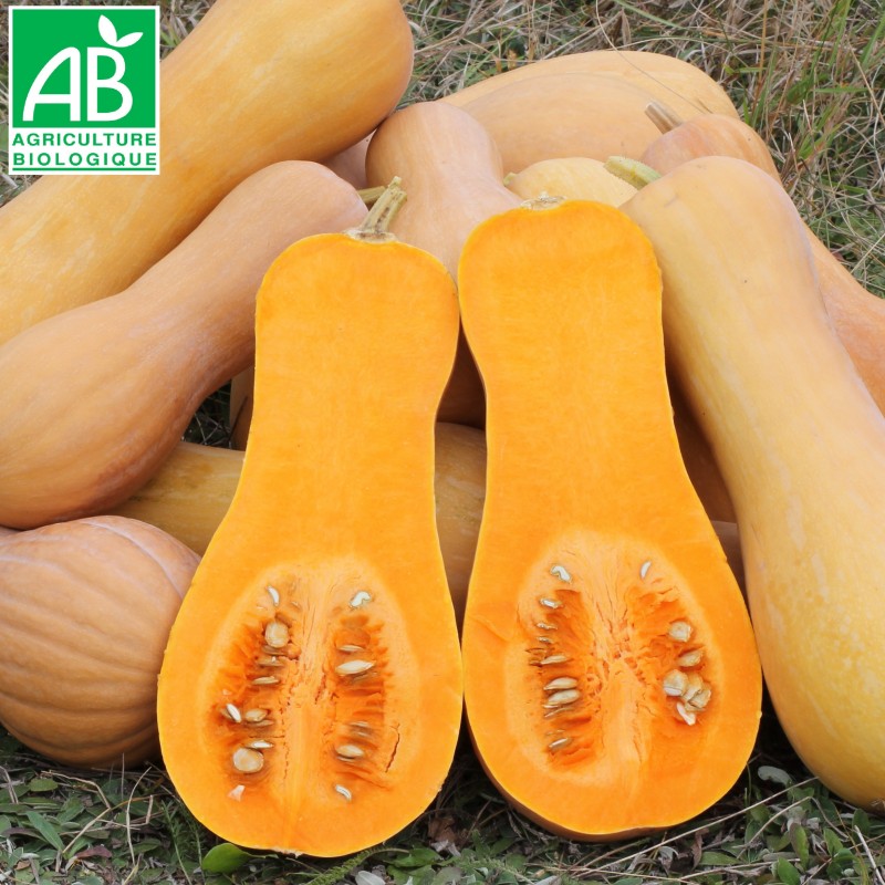 L'AUTOMNE, LA SAISON DES COURGES ! - TellementMieux.fr